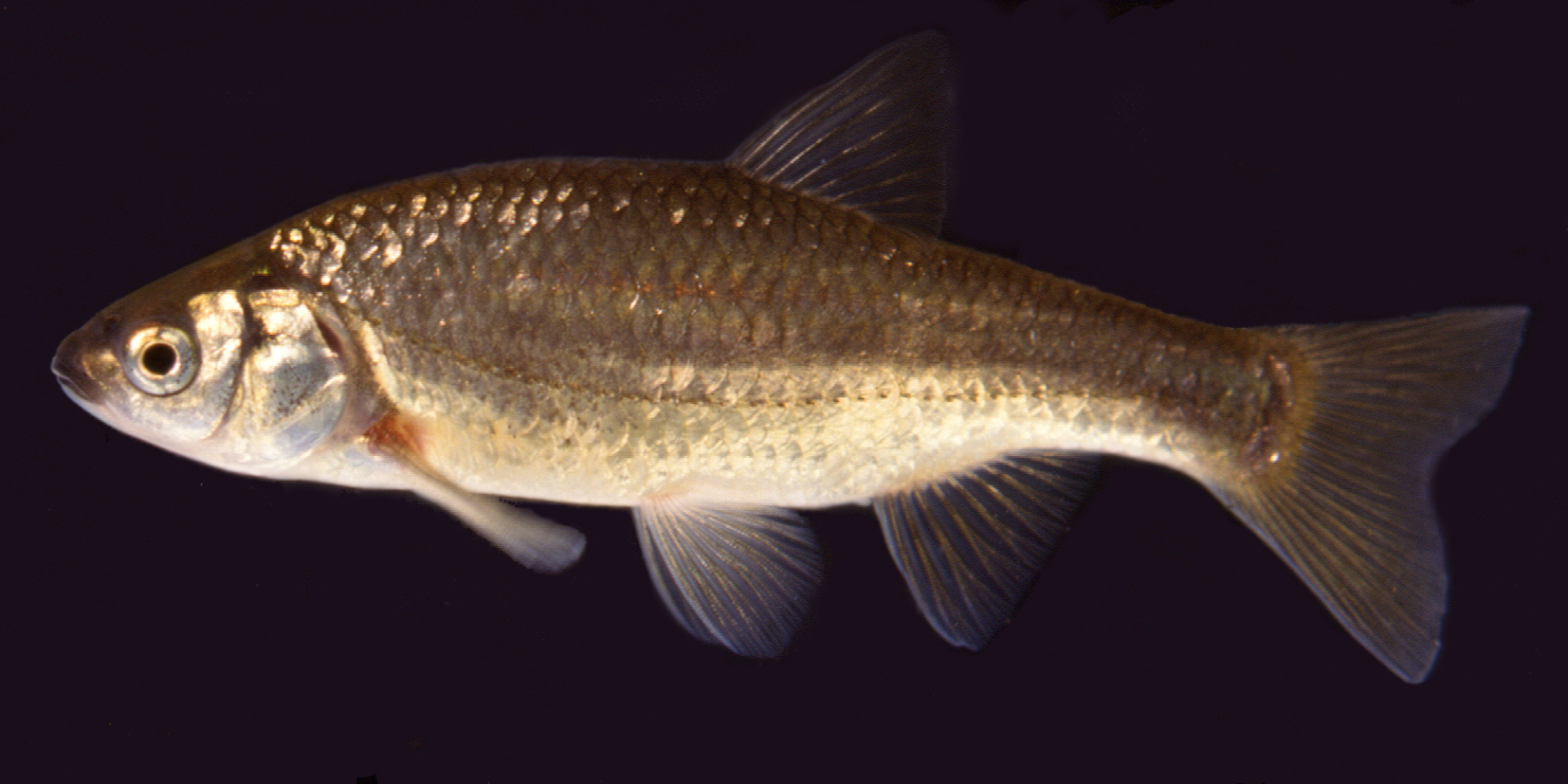 Boga de Lisboa: o peixe mais raro descoberto em mais um rio | MARE