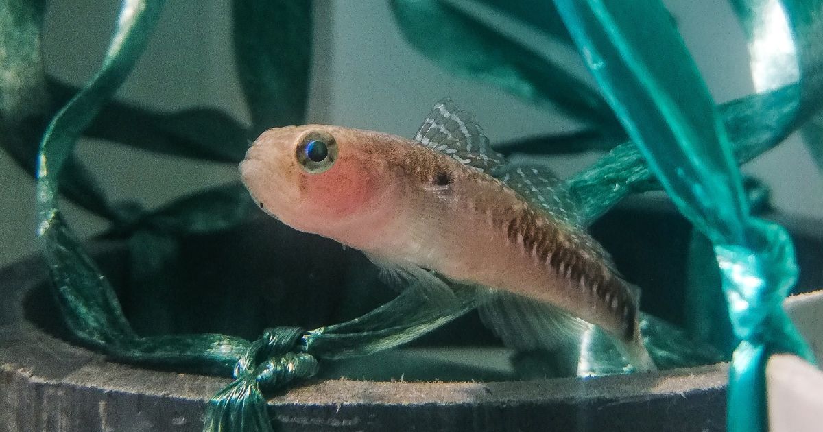 Temperature affects the acoustic communication of fish | MARE