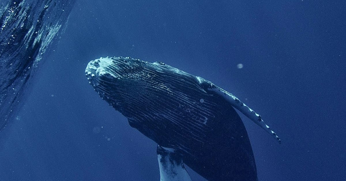 MARE | Centro de Ciências do Mar e do Ambiente