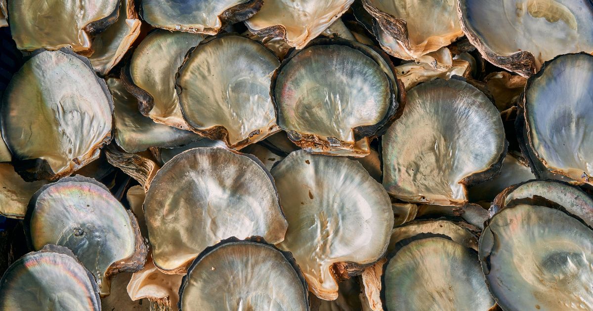 Food bioactives derived from the sea - What impact does the origin and ...