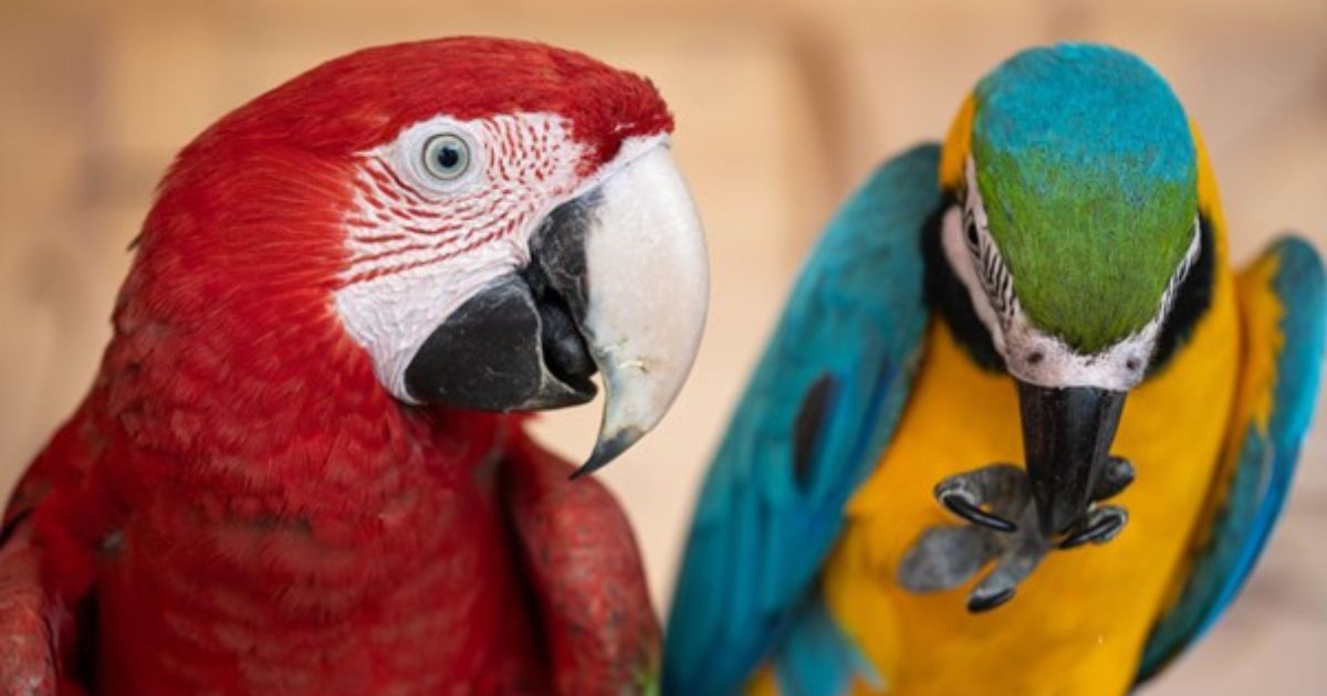 Mystery of parrot colours revealed in new study led by Portuguese ...