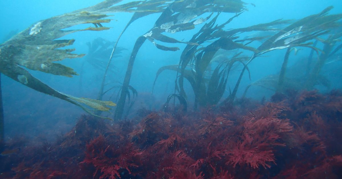 Study reveals the high carbon sequestration potential of kelp algae | MARE