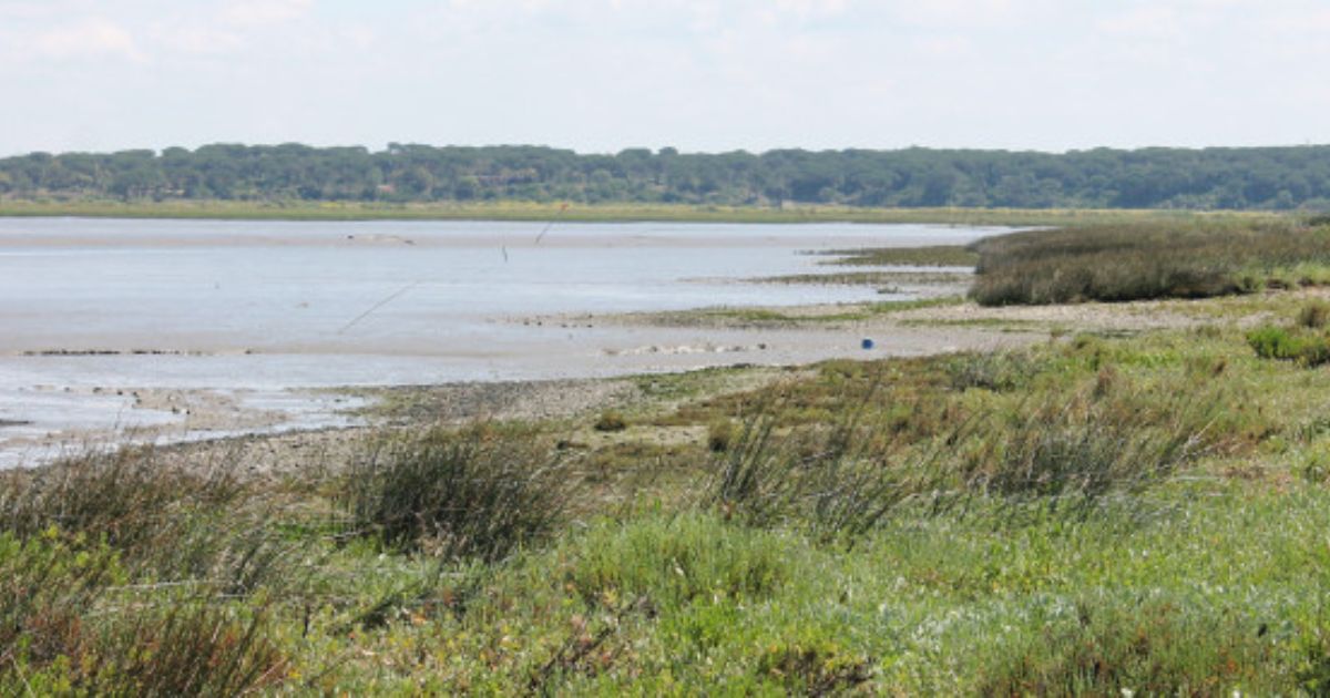Bernardo Duarte secures funding to study the use of marine bacteria in ...