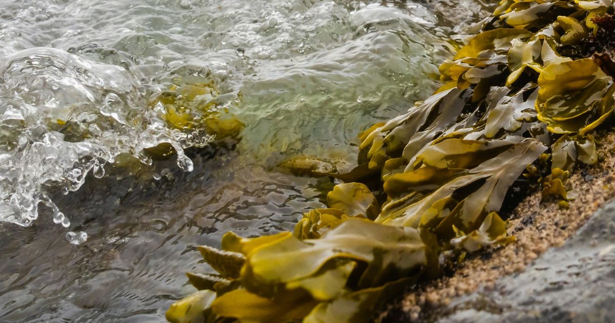 How can algae prevent coastal erosion? | MARE