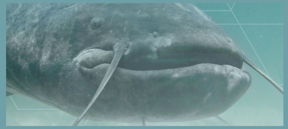 STOP ao siluro | MARE