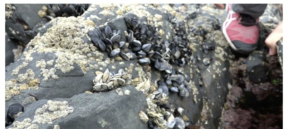 Released the documentary about Pollicipes pollicipes, known as goose ...