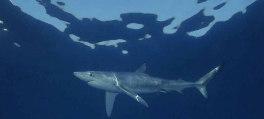 Sharks under pressure: Deoxygenating deep-sea drives sharks to the ...