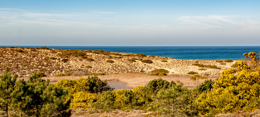 Sancha e seus encantos | As camarinhas - Corema album (L.) D. Don | MARE