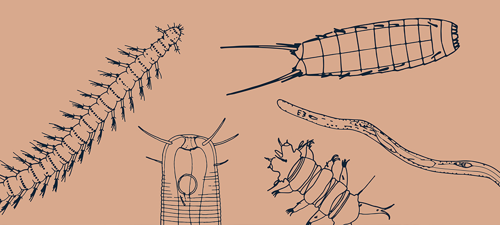 17th International Meiofauna Conference | MARE